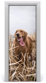 Samolepící fototapeta na dveře Golden retriever