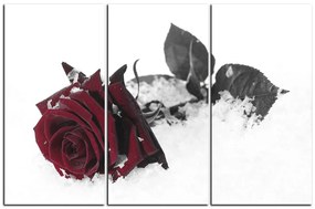 Obraz na plátně - Růže na sněhu 1103FB (105x70 cm)