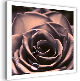 Gario Obraz na plátně Kapky vody na růži Rozměry: 30 x 30 cm