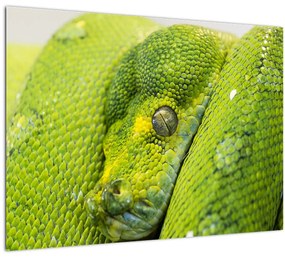 Skleněný obraz hada (70x50 cm)