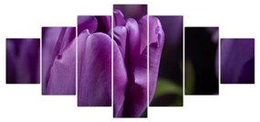 Obraz květů tulipánů (210x100 cm)
