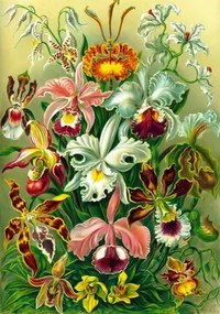 GOOD LOOT Puzzle Imagination: Ernst Haeckel - Orchidej / 1000 dílků /