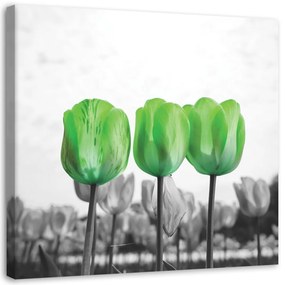 Obraz na plátně Květiny Zelené tulipány - 60x60 cm