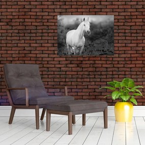Skleněný obraz bílého koně na louce, černobílá (70x50 cm)