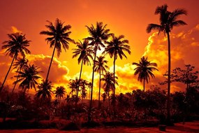 Samolepící tapeta kokosové palmy na pláži - 300x200 cm