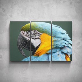 3-dílný obraz - Papoušek ARA - PopyDesign