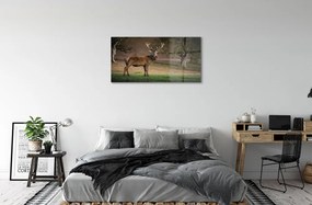 akrylový obraz Jelen v poli 100x50 cm