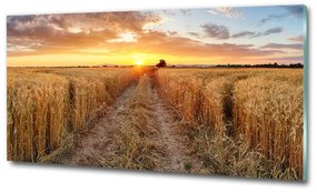 Wallmuralia Fotoobraz na skle Pole pšenice 100x50
