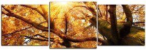 Obraz na plátně - Slunce přes větve stromu - panoráma 5240D (150x50 cm)