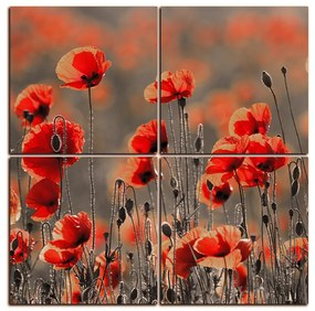 Obraz na plátně - Krásné divoké máky - čtverec 397FD (100x100 cm)