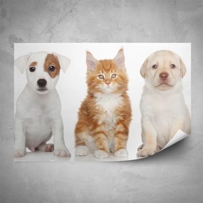 Plakát - Dva pejsci a kočička (60x40 cm) - PopyDesign