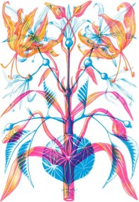 Filip Šenkeřík | Hybrid II – Lilencyclia Liliaceum Rám: Bílý, Velikost: 60 x 40 cm