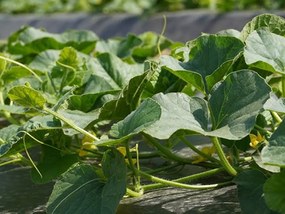 DIVODV Hustá černá agrovlákna 50 g, 1 x 10 m, protiplevelová textilie, mulčovací rohož