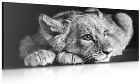 Obraz mládě lva v černobílém provedení - 100x50 cm