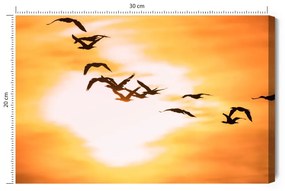 Obraz Ptáci Kormoráni Nedostatek Nedostatek Plátno Canvas 30x20