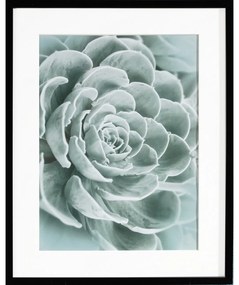 Obraz Succulents I 40x50xcm