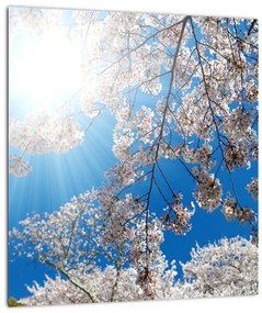 Obraz - Třešňové květy (30x30 cm)