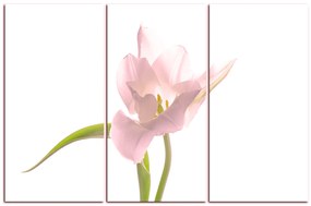 Obraz na plátně - Tulipán 181QB (135x90 cm)