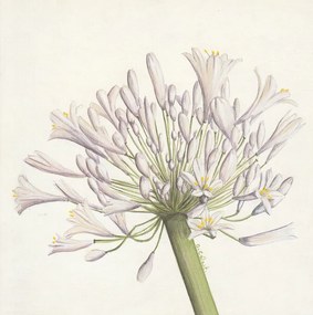 ART-STYLE Obrázek 18x18, kvetoucí česnek, rám bílý s patinou
