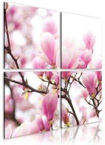 Obraz - Blooming magnolia tree