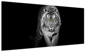 Tygr černobílý, obraz (100x40cm)