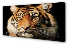 Obrazy na plátně Tygr 100x50 cm