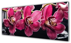 Plexisklo-obraz Květiny Orchideje  Výhonky Příroda 125x50 cm