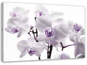 Gario Obraz na plátně Bílá a fialová orchidej Rozměry: 60 x 40 cm