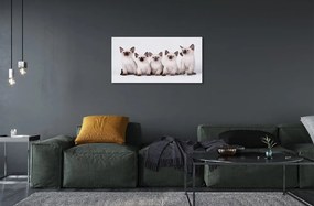 Obraz na skle malé kočky 120x60 cm