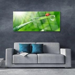akrylový obraz Tráva Beruška Příroda 125x50 cm