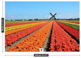 Fototapeta Větrný mlýn tulipány