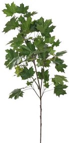 Javor mléč (Acer platanoides) větev, 160 cm