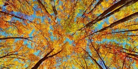 Obraz podzimní koruny stromů - 120x60 cm