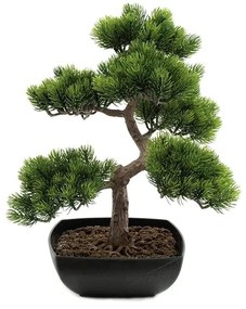 Bonsai borovice, 50 cm