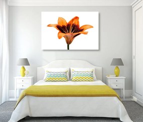 Obraz oranžová lilie Varianta: 60x40