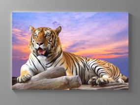 Liox Obraz tygr při západu slunce Rozměr: 100 x 65 cm