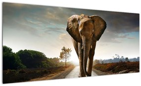 Obraz kráčejícího slona (100x40cm)