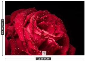 Fototapeta Červená růže 104x70