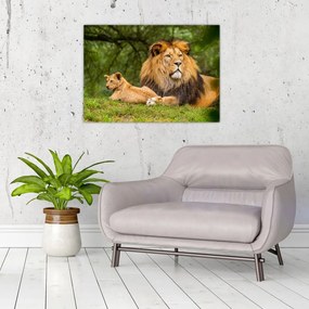 Skleněný obraz lvů (70x50 cm)
