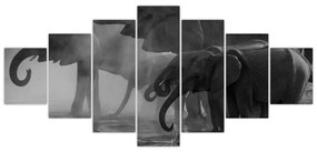 Obraz slonů - černobílý (210x100 cm)