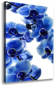 Obraz na plátně - Orchidei modrá 70 x 100 cm