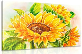 Obraz nádherná slunečnice
