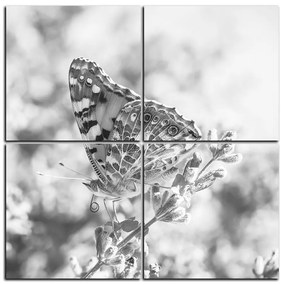 Obraz na plátně - Motýl na levandule - čtverec 3221QE (100x100 cm)