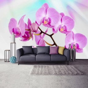 Fototapeta - Orchidej (152,5x104 cm)