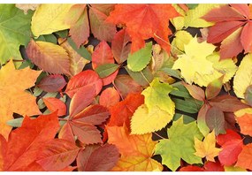 Pětidílná vliesová fototapeta Podzimní listí, rozměr 375x250cm, MS-5-0115