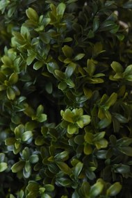 Umělý buxus BUXA, plast, výška 70 cm, zelený