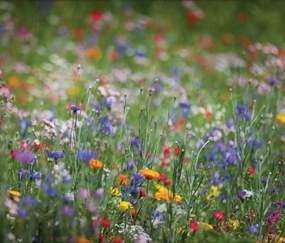 Tchibo - Květinový koberec Včelí louka - barva: bílá