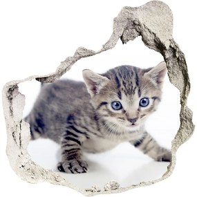 Wallmuralia Samolepící díra nálepka Malá kočka 75x75 cm