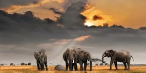 Sloni v savaně - 35 x 100 cm