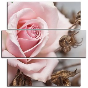 Obraz na plátně - Růže a uschlé rostliny - čtverec 3225D (75x75 cm)